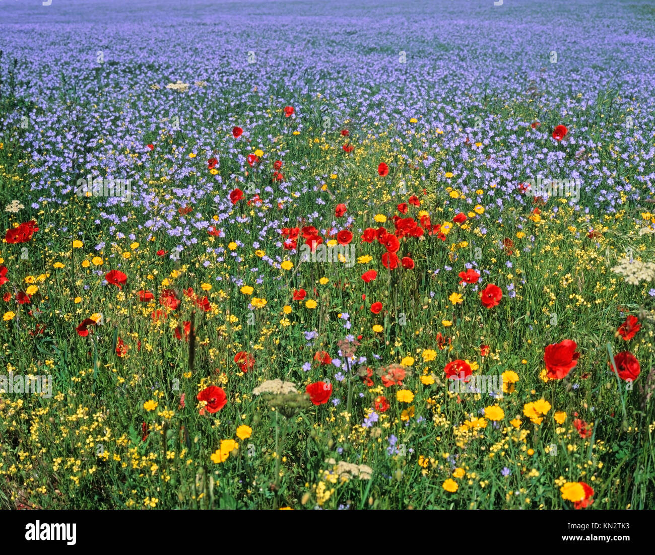 Flax field or linseed field, also known as common flax field, with ...
