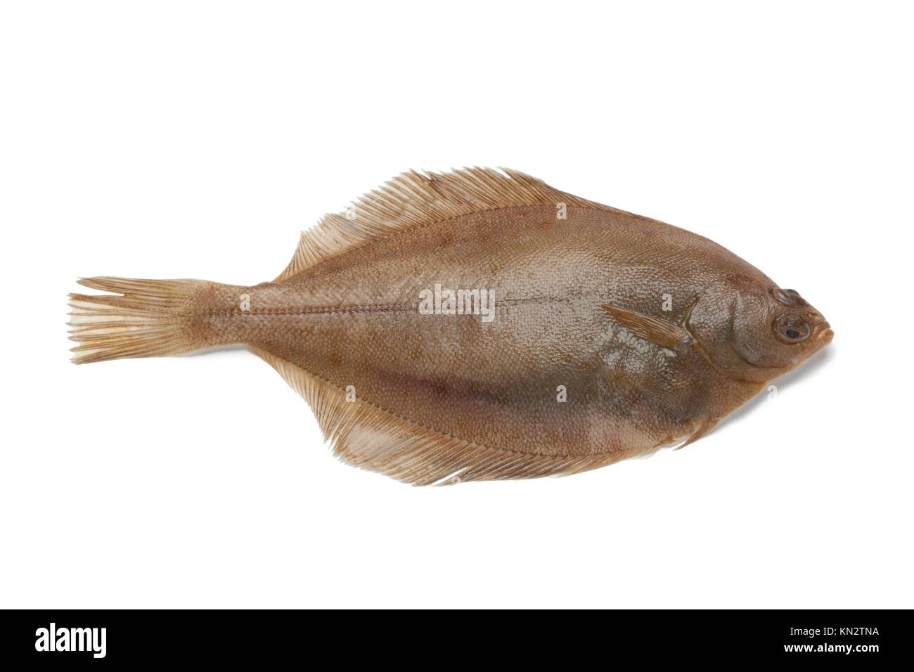 Dab fish studio Cut Out Stock Images & Pictures - Alamy