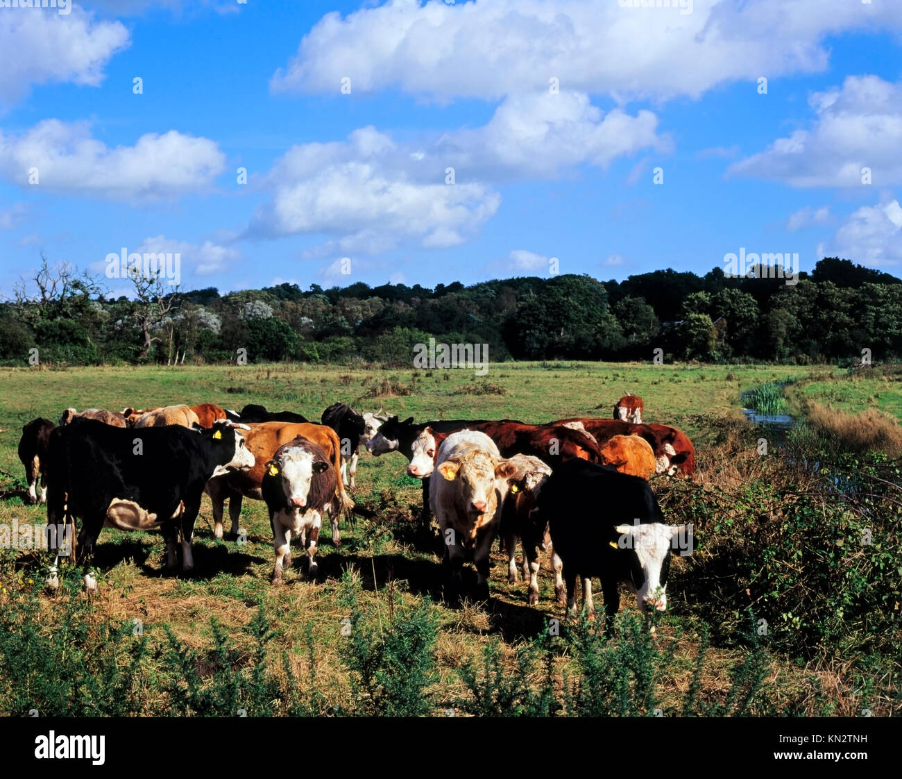 Cattle Grazing, Suffolk. England, United Kingdom Stock Photo - Alamy