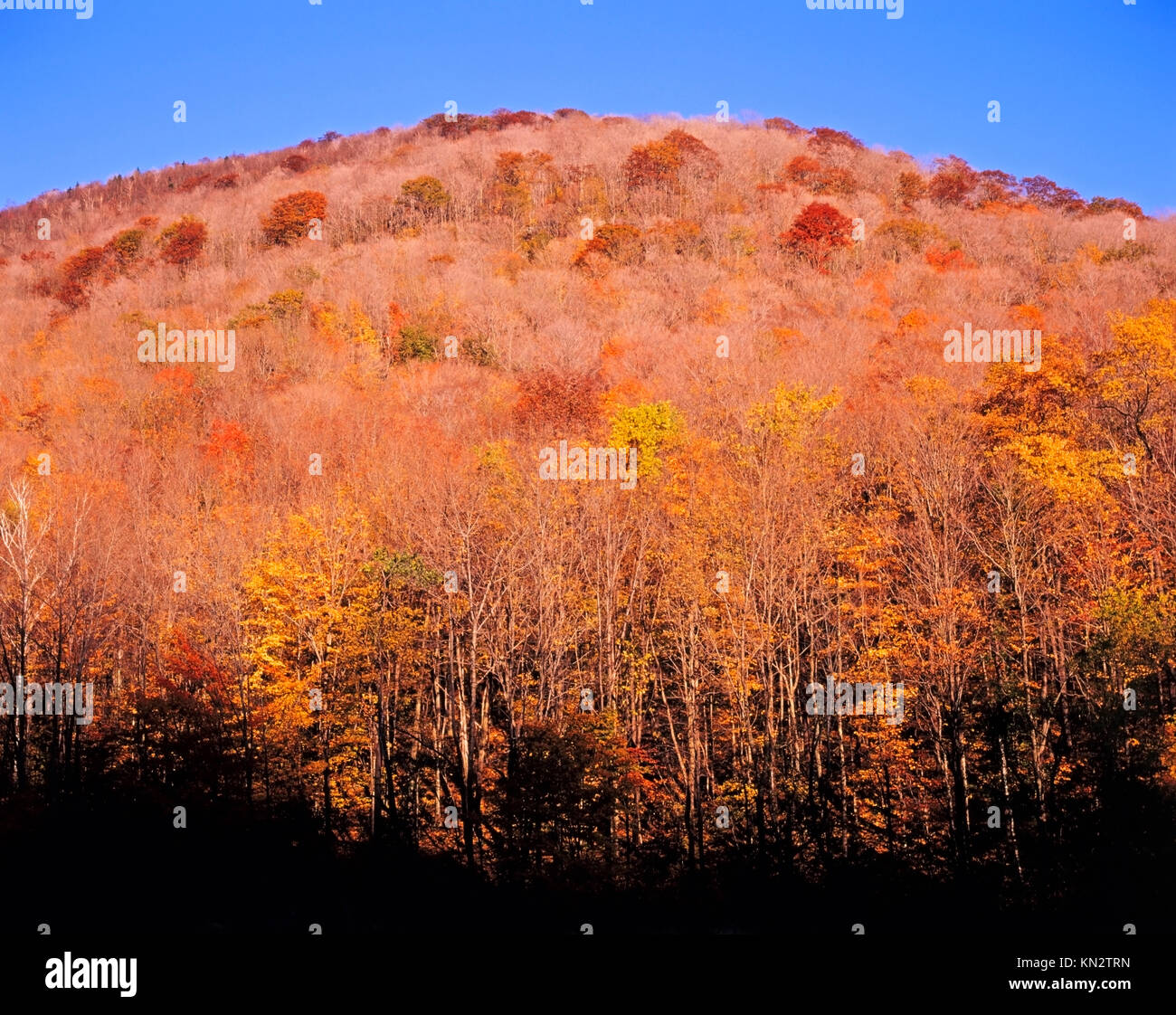 Fall Colors, Forever Wild Lands, Stoney Clove Area, Catskill Mountains ...