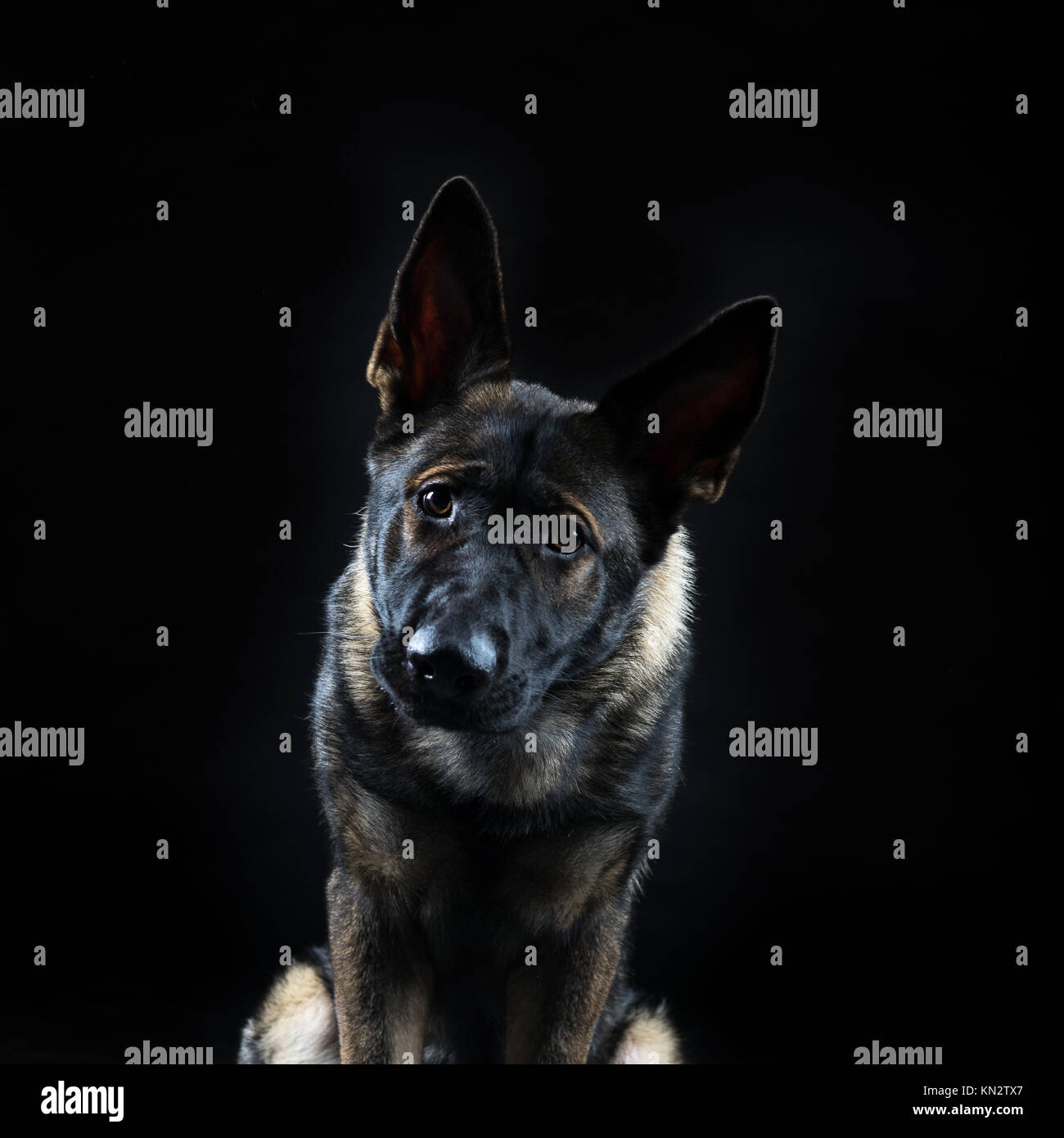 Portrait of a young female multi-coloured German Shepherd dog in black ...