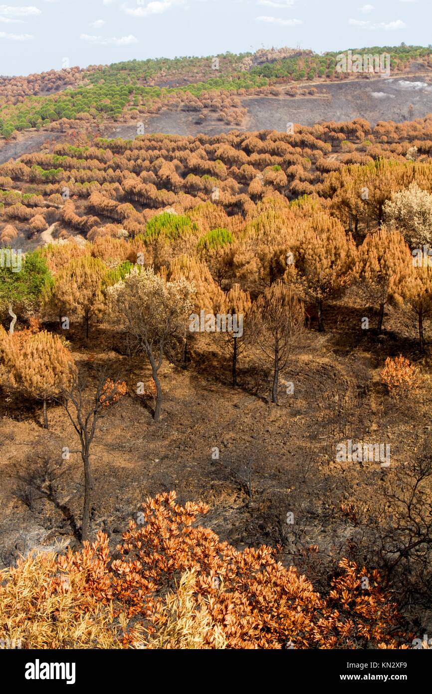 Desolate forest after fire hi-res stock photography and images - Alamy
