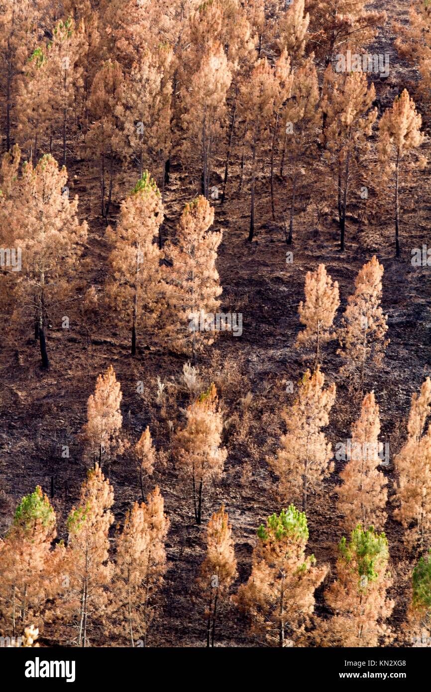 Desolate forest after fire hi-res stock photography and images - Alamy