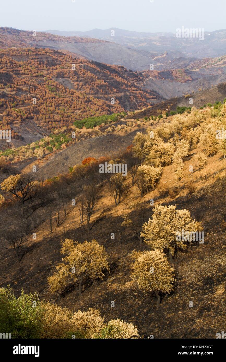 Desolate forest after fire hi-res stock photography and images - Alamy