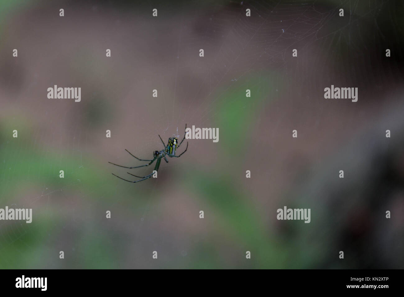 Spider in Web Stock Photo - Alamy