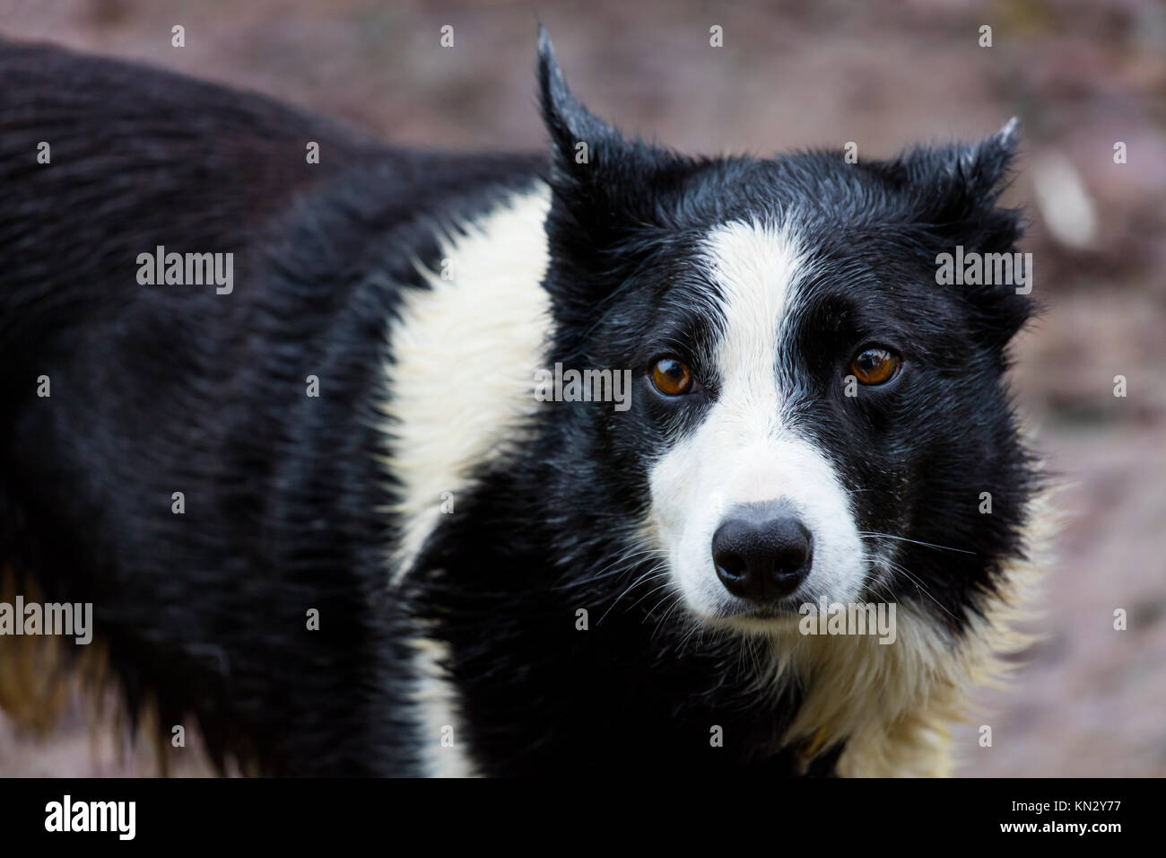Irish sheep dog hi-res stock photography and images - Alamy