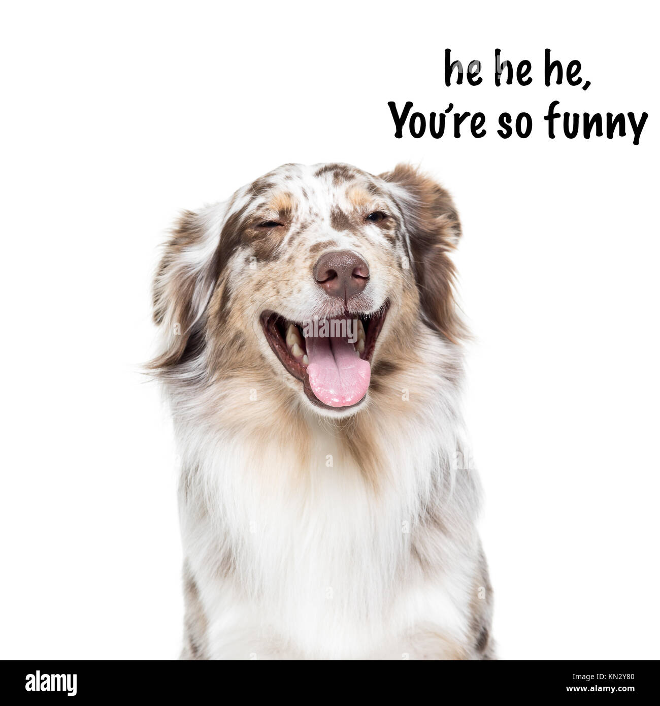 Australian Shepherd dog sitting isolated in white background laughing ...