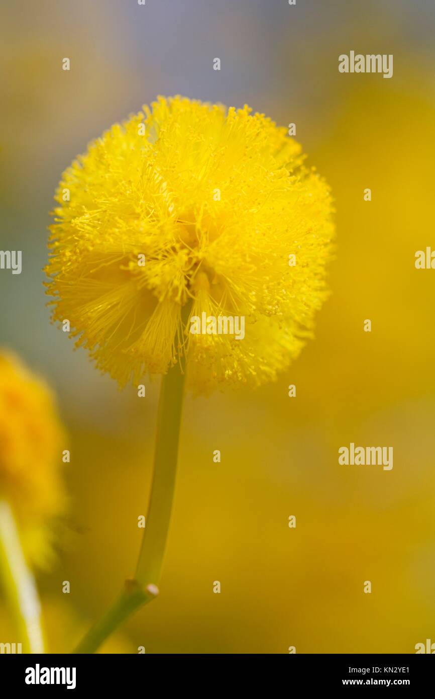 Golden wattle trees hi-res stock photography and images - Alamy