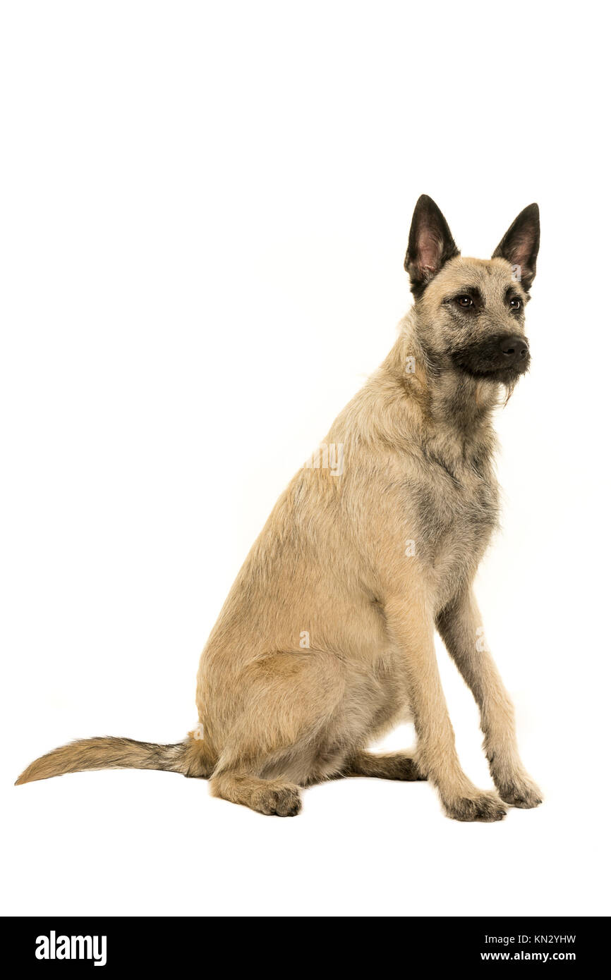 Young blonde female Dutch Shepherd isolated in white background Stock ...