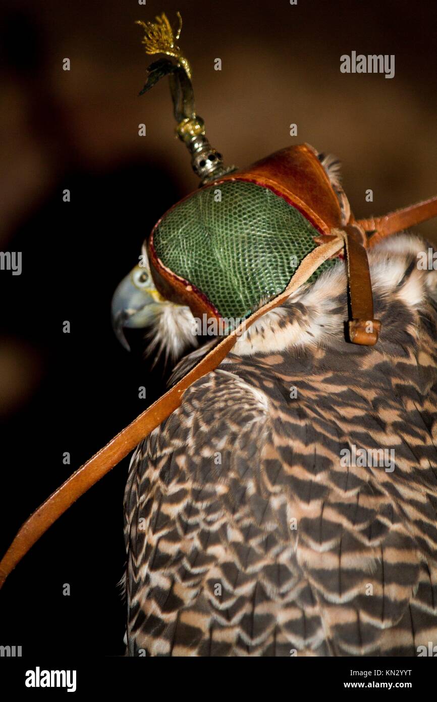 Close up view of a peregrine falcon Stock Photo - Alamy
