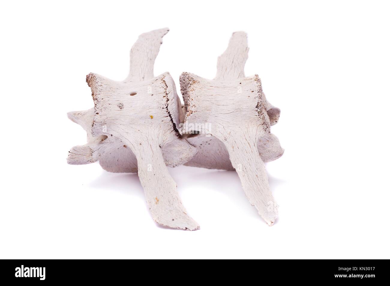 Back of sheep hi-res stock photography and images - Alamy