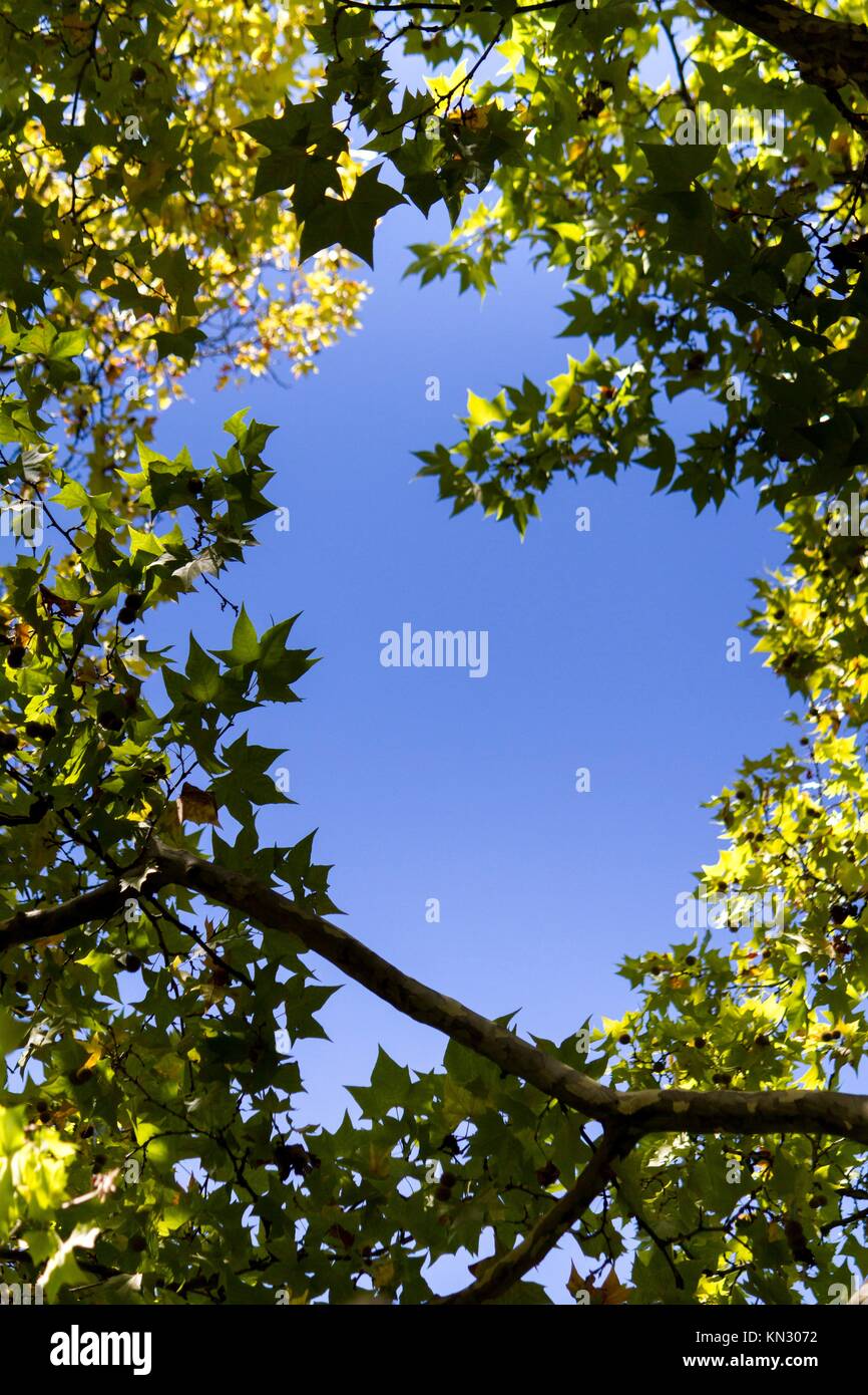 Beneath view of a very tall tree in the forest Stock Photo - Alamy