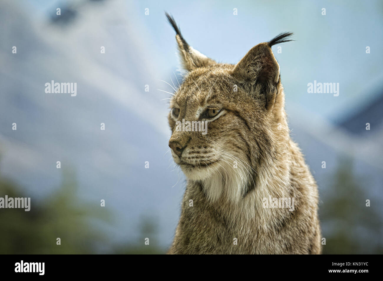 The Eurasian lynx ranges from central and northern Europe across Asia ...