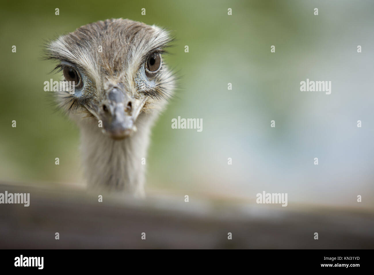 Close-up portrait of Greater Rhea bird with green background Stock ...