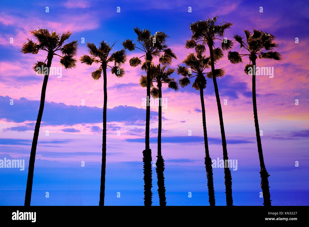 California palm trees group sunset with colorful sky Stock Photo - Alamy