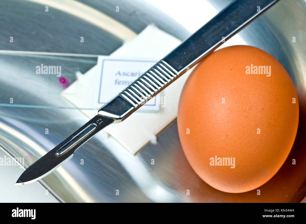 Examination of eggs Stock Photo - Alamy
