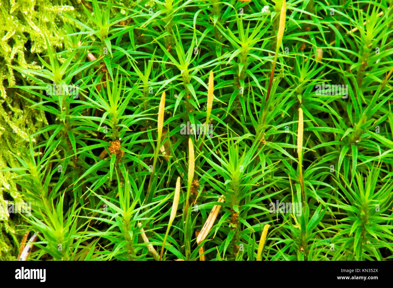 Carrageen in a forest in Germany Stock Photo - Alamy