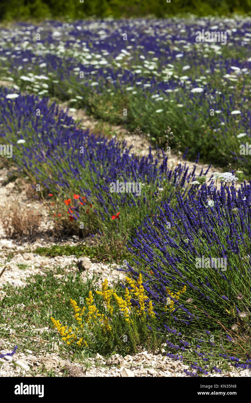 Tavard hi-res stock photography and images - Alamy