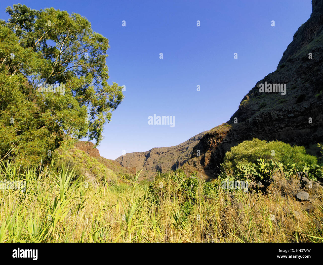 Barranco De Guayadeque Ravine Gran High Resolution Stock Photography ...