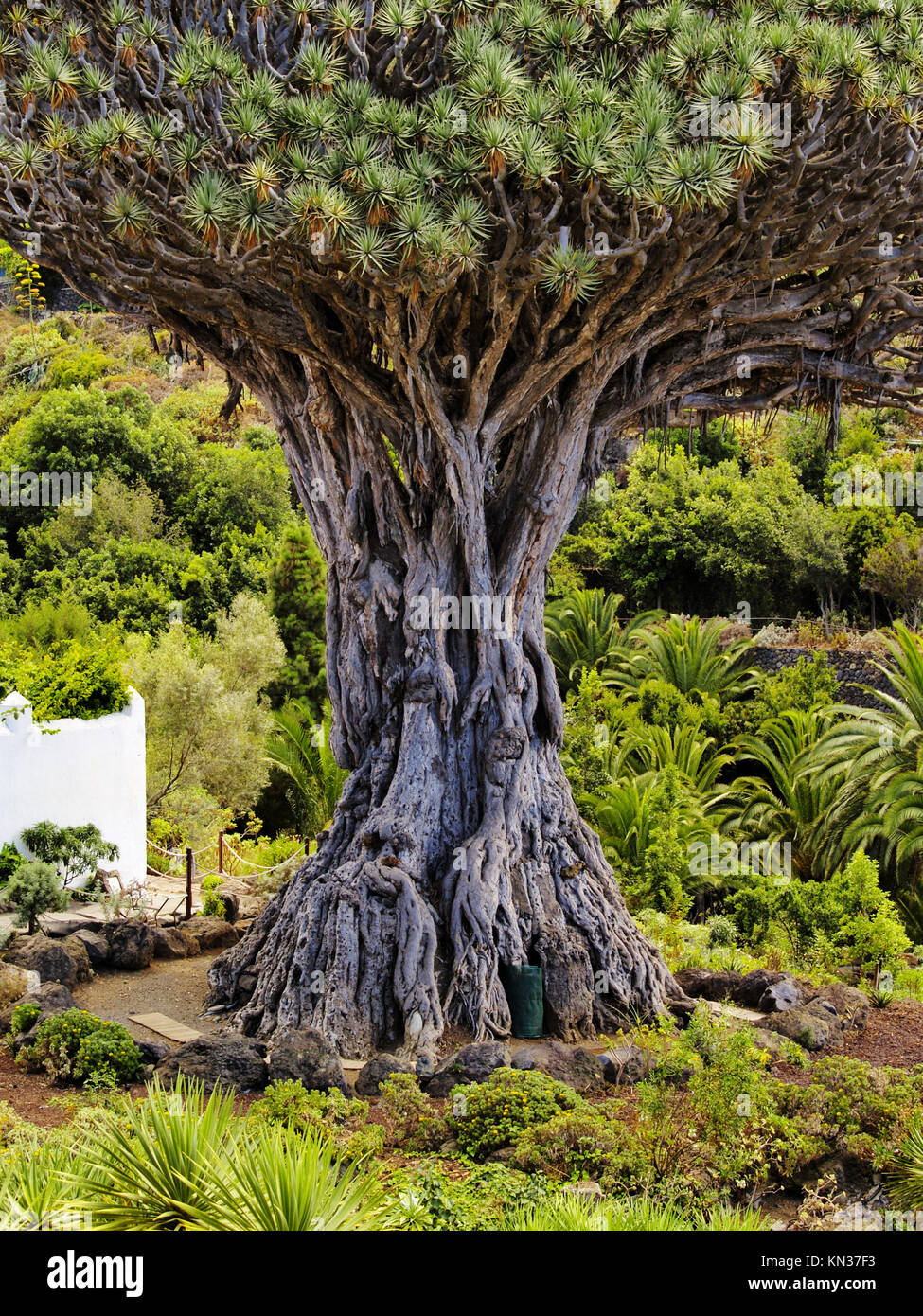Icod drago milenario hi-res stock photography and images - Alamy