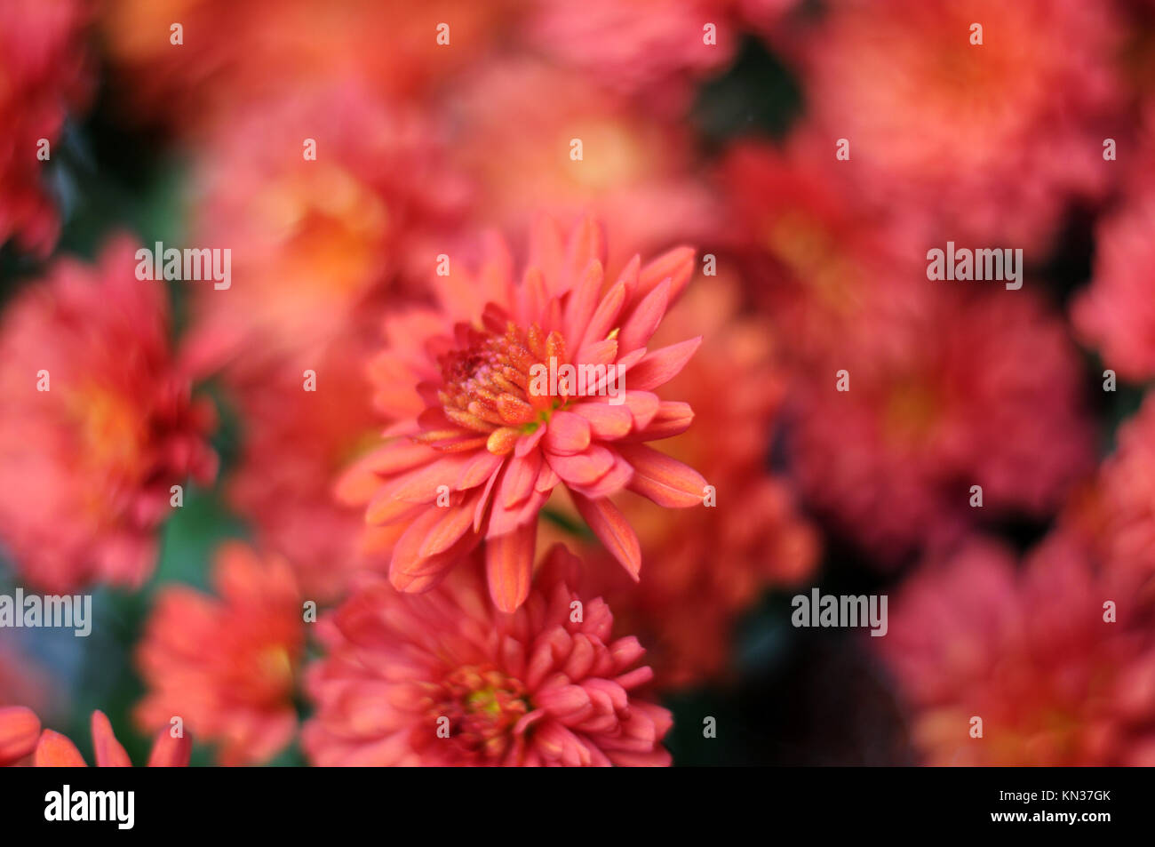 red garden mums Stock Photo - Alamy