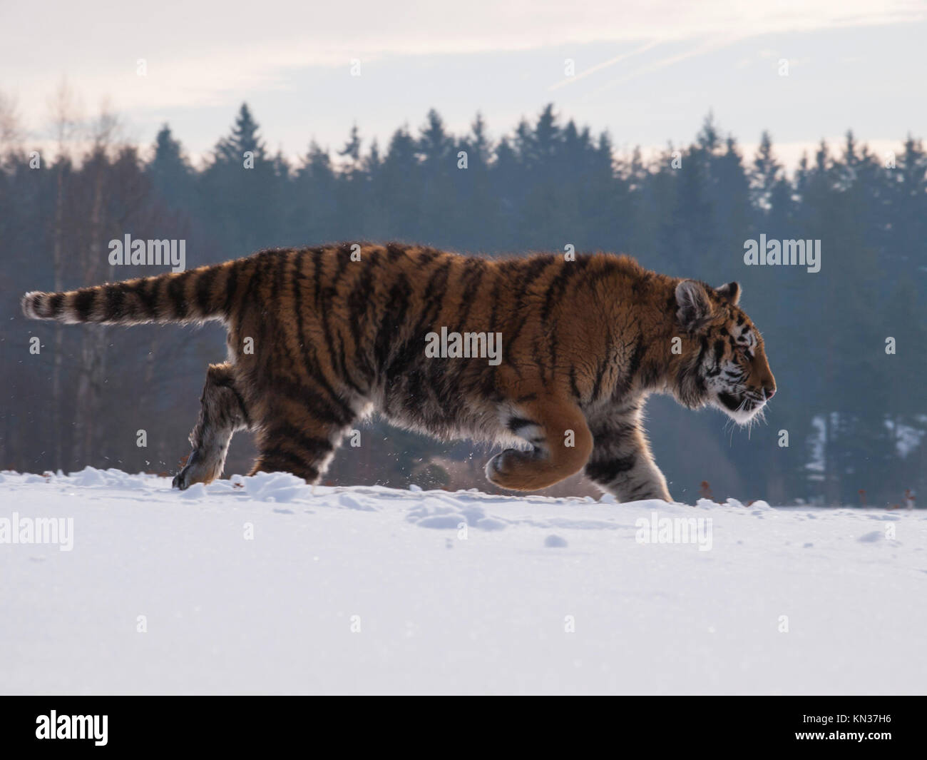 Siberian tiger tracing prey on snow in winter russian taiga - Panthera ...