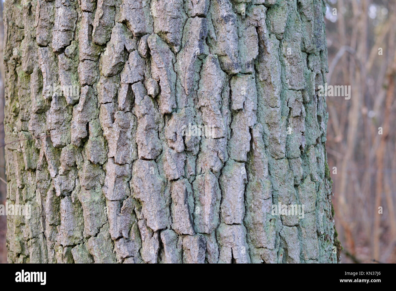 bark of an oak tree Stock Photo - Alamy