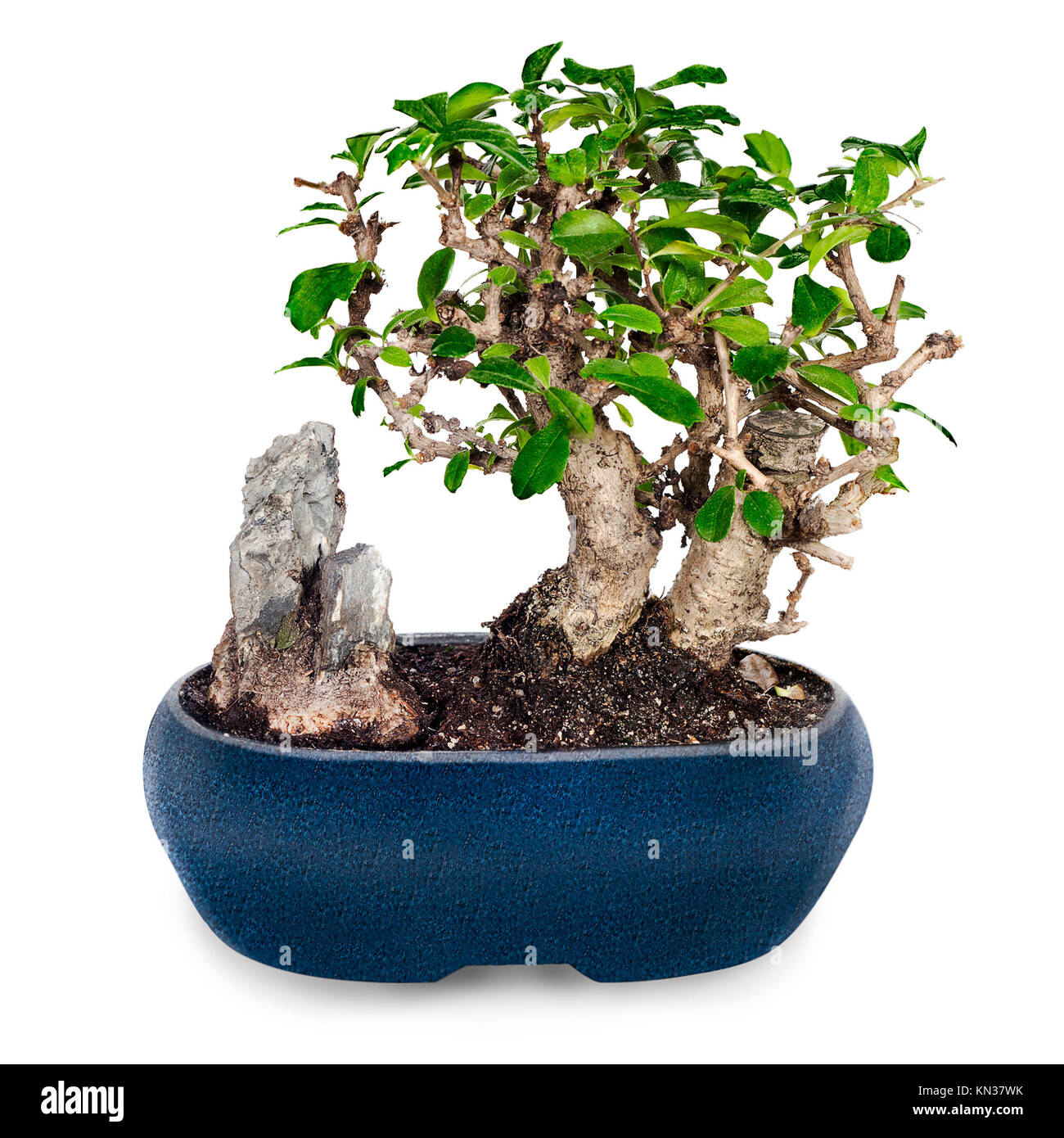 Bonsai miniature tree Cut Out Stock Images & Pictures - Alamy