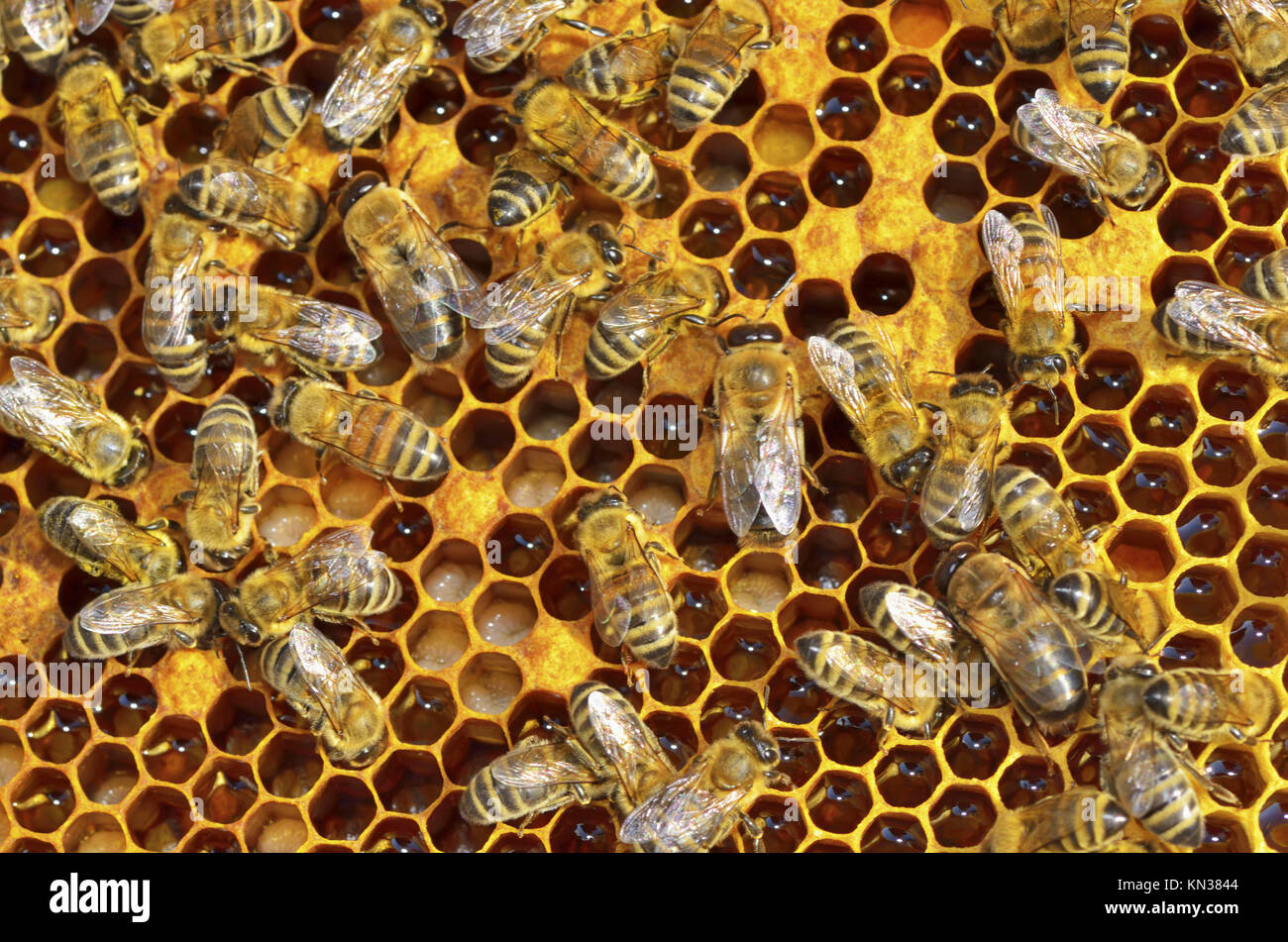 Swarm of bees flying together hi-res stock photography and images - Alamy