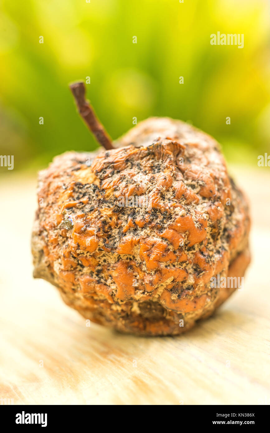 Rotten apple worm hi-res stock photography and images - Alamy