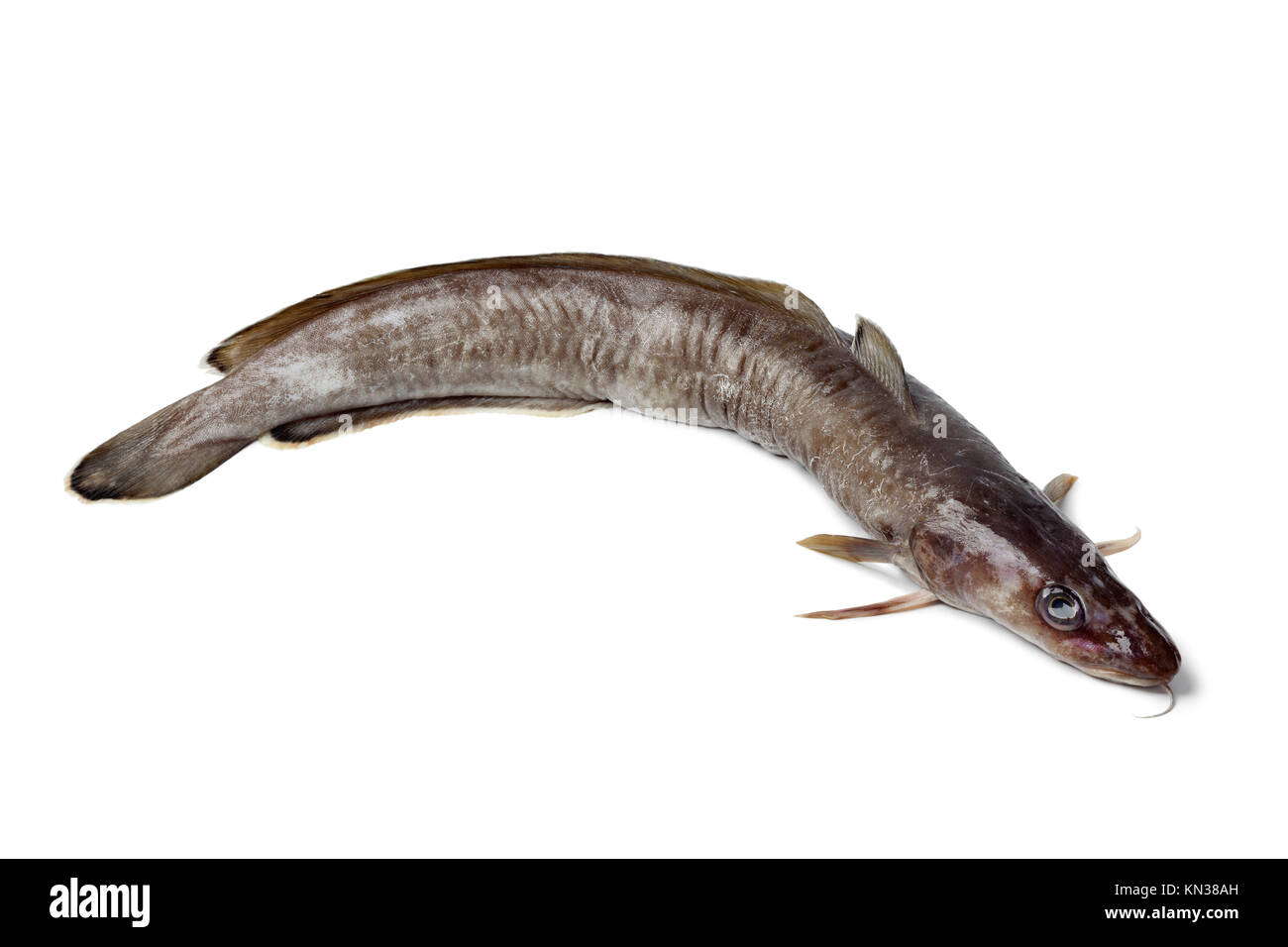 Ling fish hi-res stock photography and images - Alamy