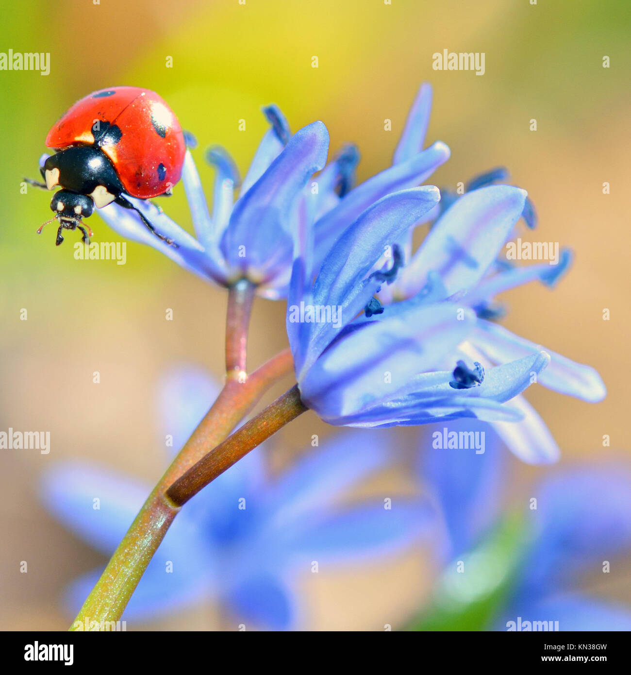 ladybug on blue flower on natural background Stock Photo - Alamy