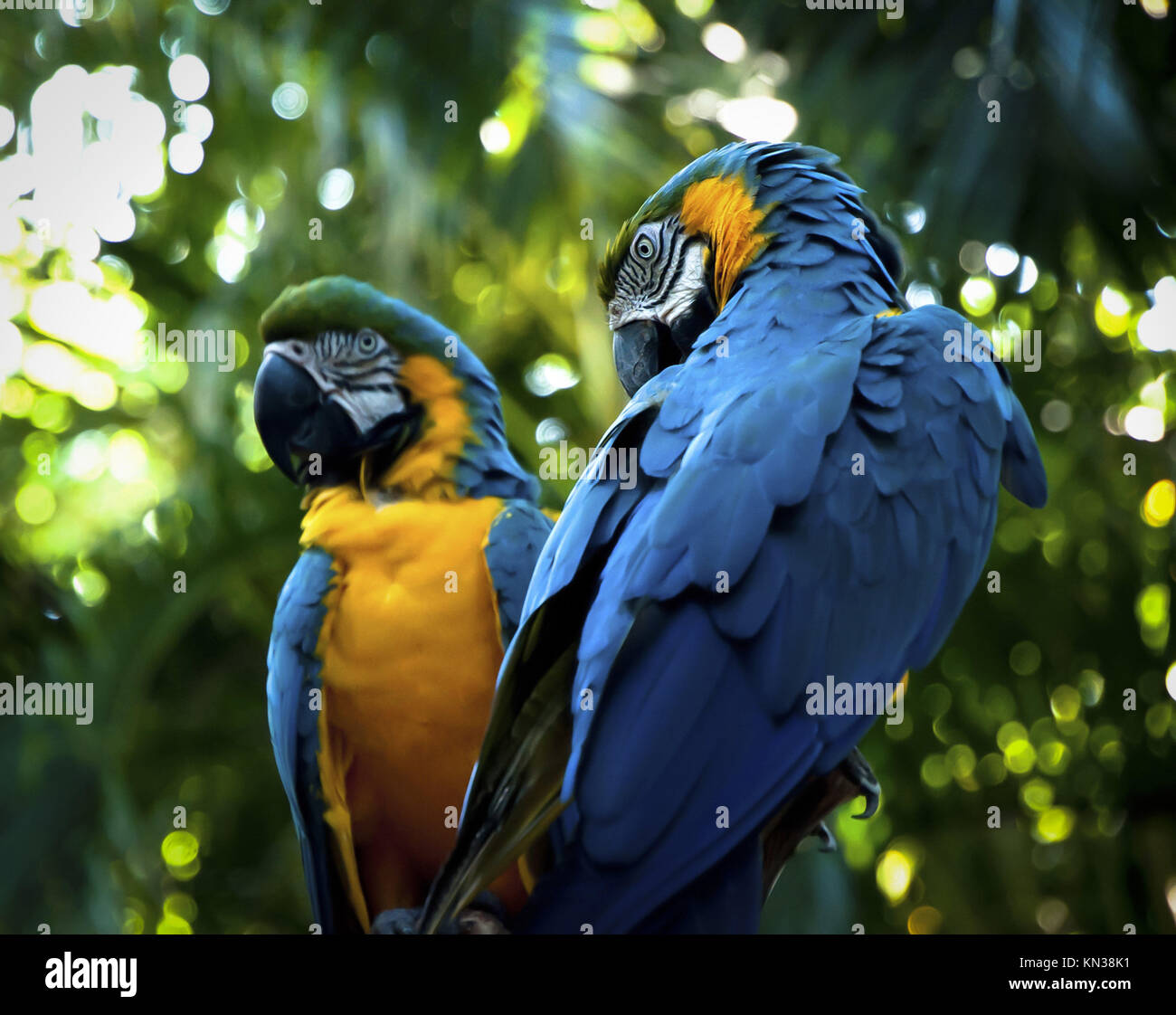 Parrot tropical rainforest hi-res stock photography and images - Alamy