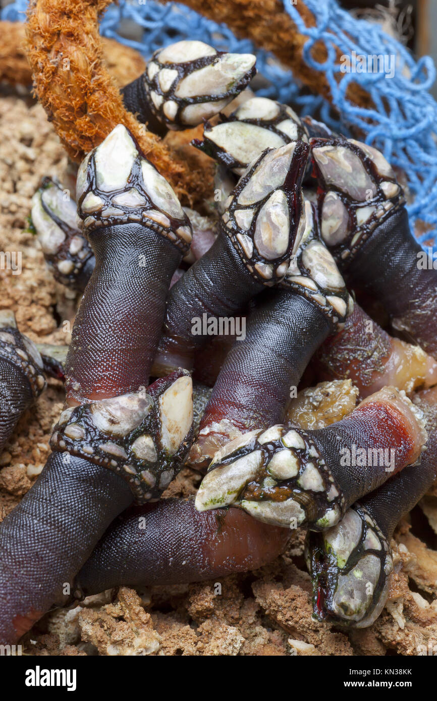 Barnacles texture hi-res stock photography and images - Alamy
