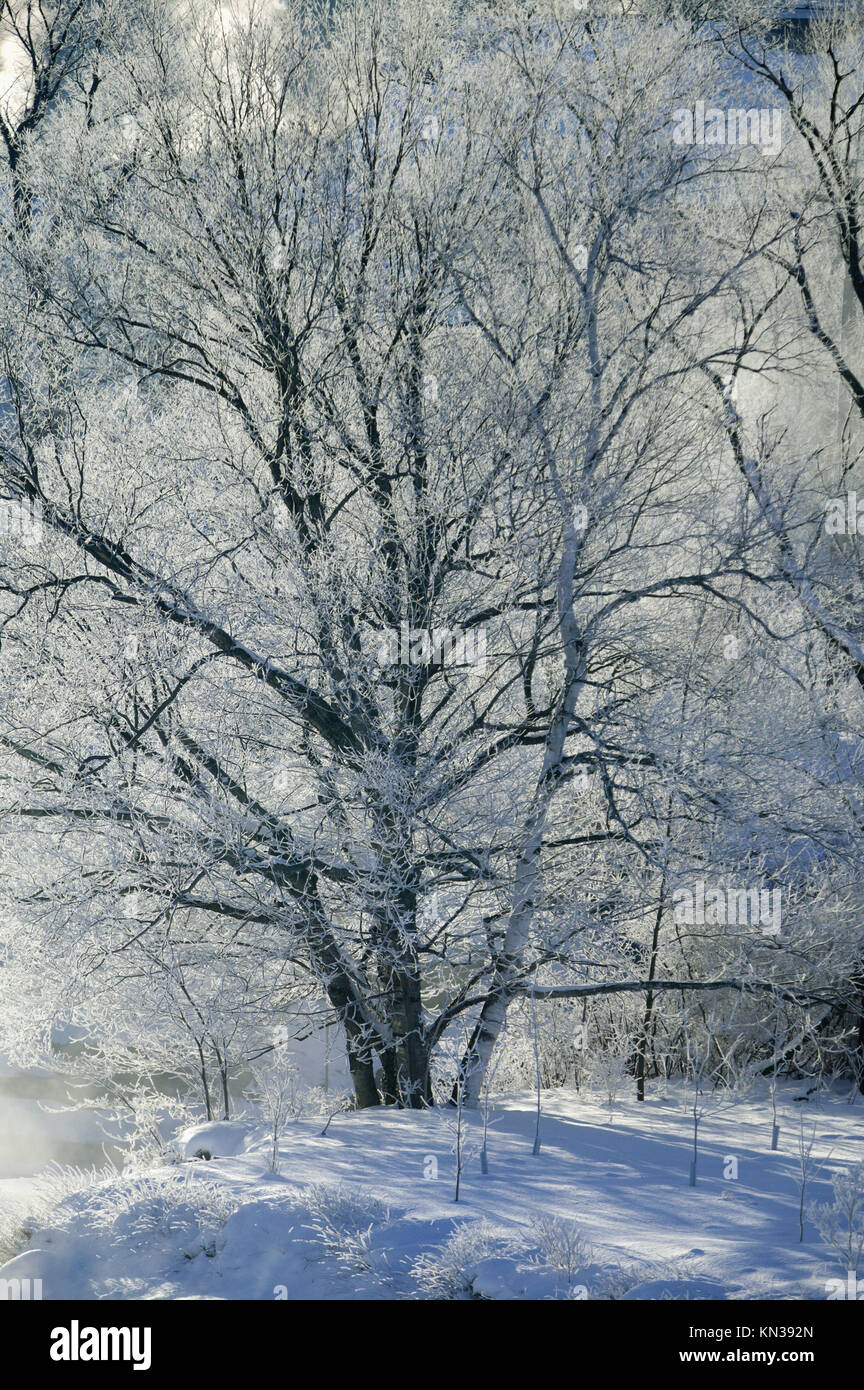 Tress branch hi-res stock photography and images - Alamy