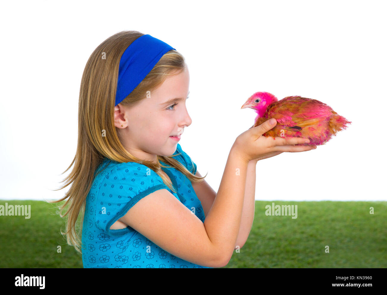 Chicken playing hi-res stock photography and images - Alamy