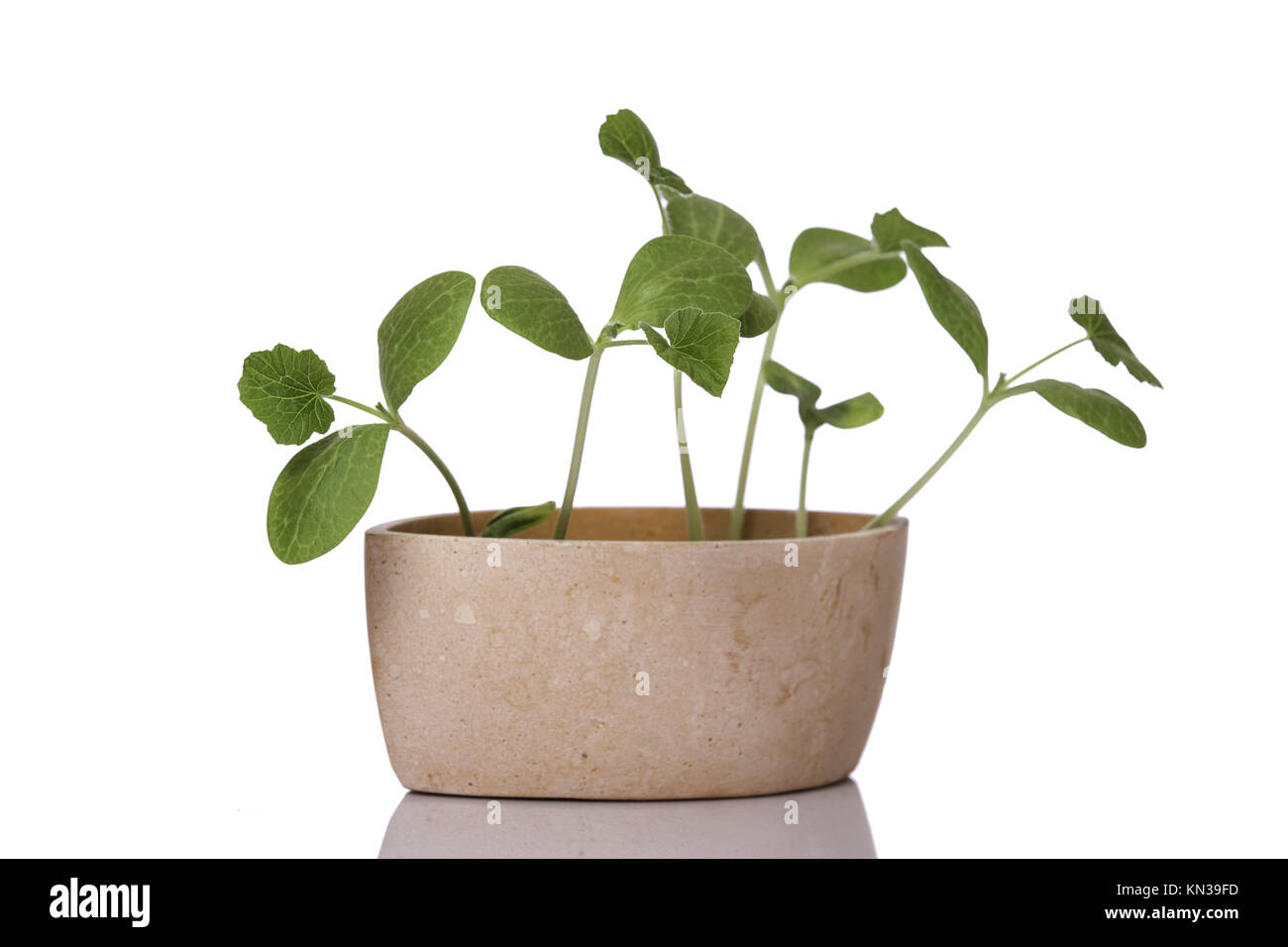 Young pumpkin sprouts in a pot on white background Stock Photo - Alamy