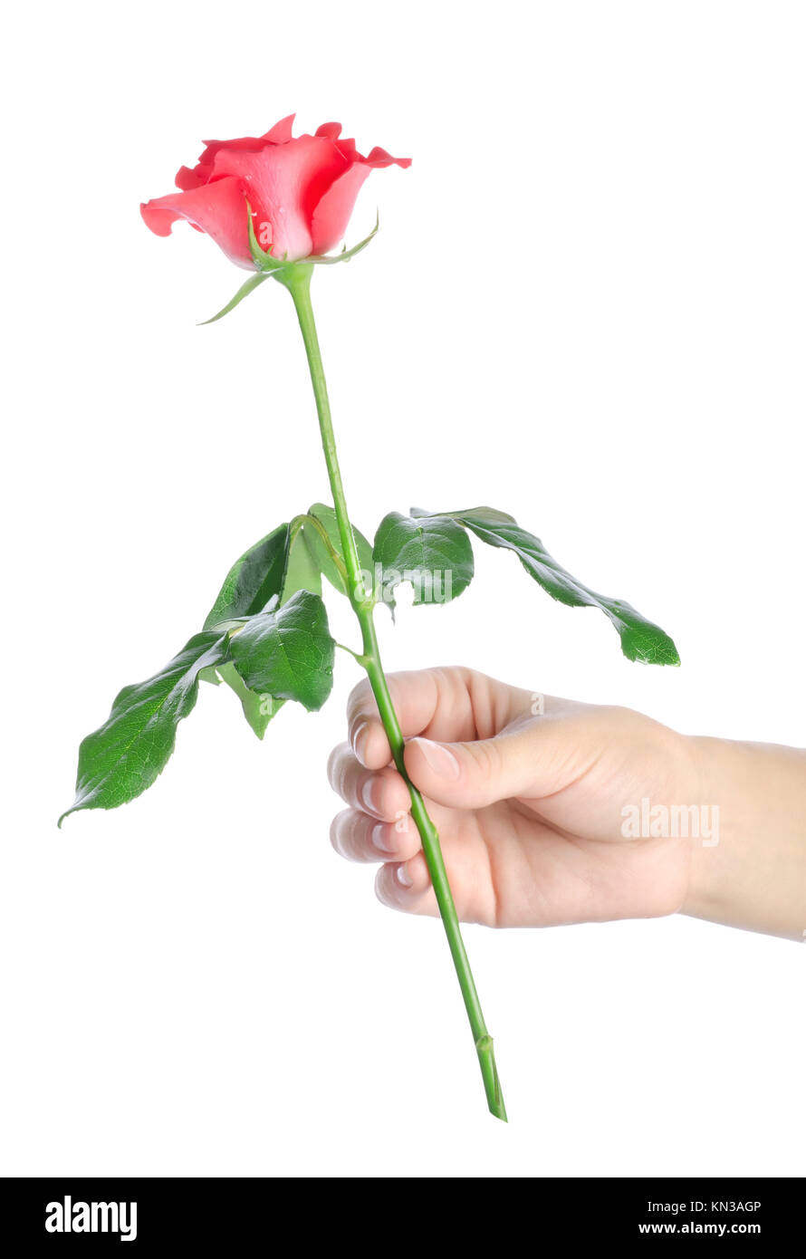 Rose in a hand is isolated on a white background Stock Photo - Alamy