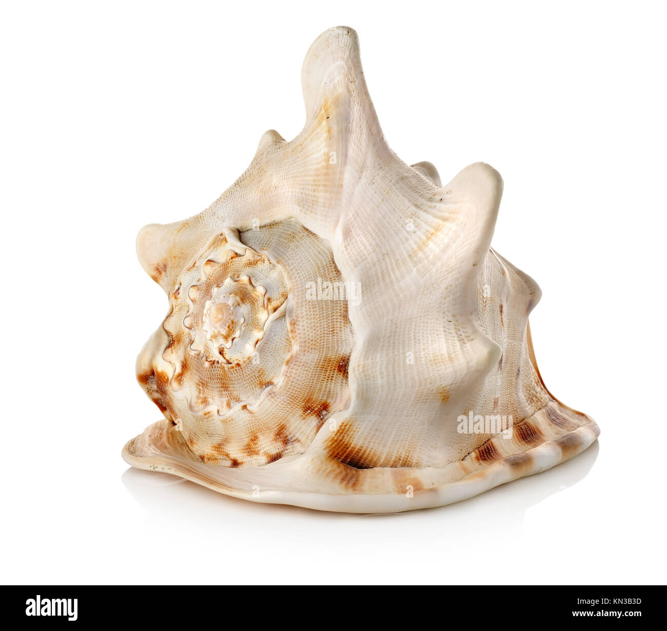 Clam shell image Cut Out Stock Images & Pictures - Alamy