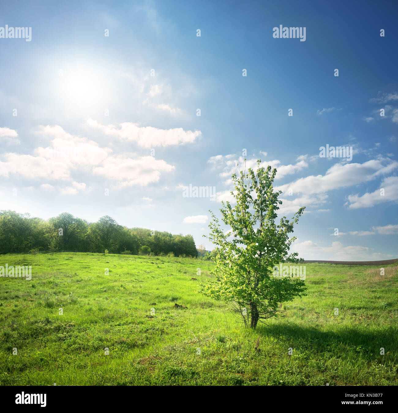 Tree and meadow hi-res stock photography and images - Alamy