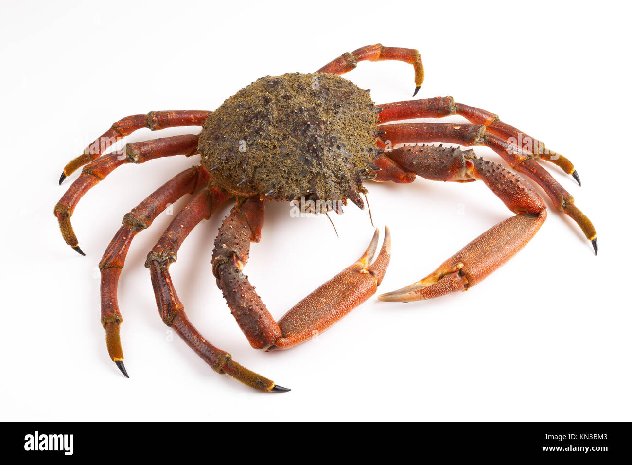 Spiny spider crab Cut Out Stock Images & Pictures - Alamy
