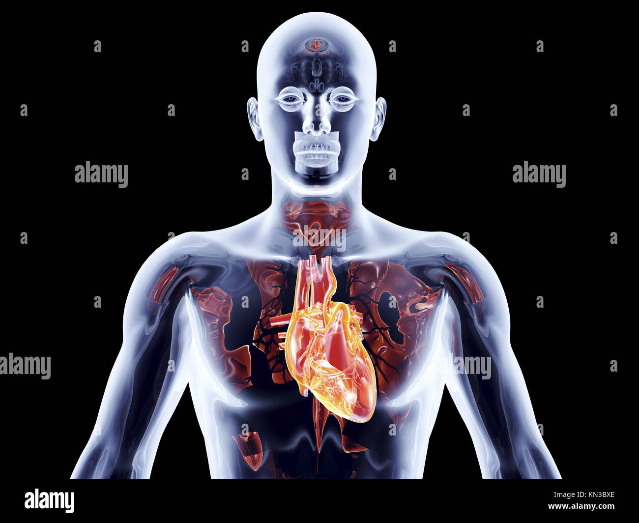 3d ct scan human heart hi-res stock photography and images - Alamy