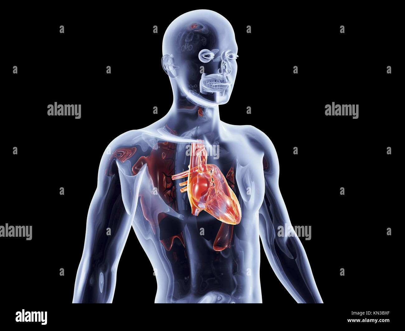 3d ct scan human heart hi-res stock photography and images - Alamy