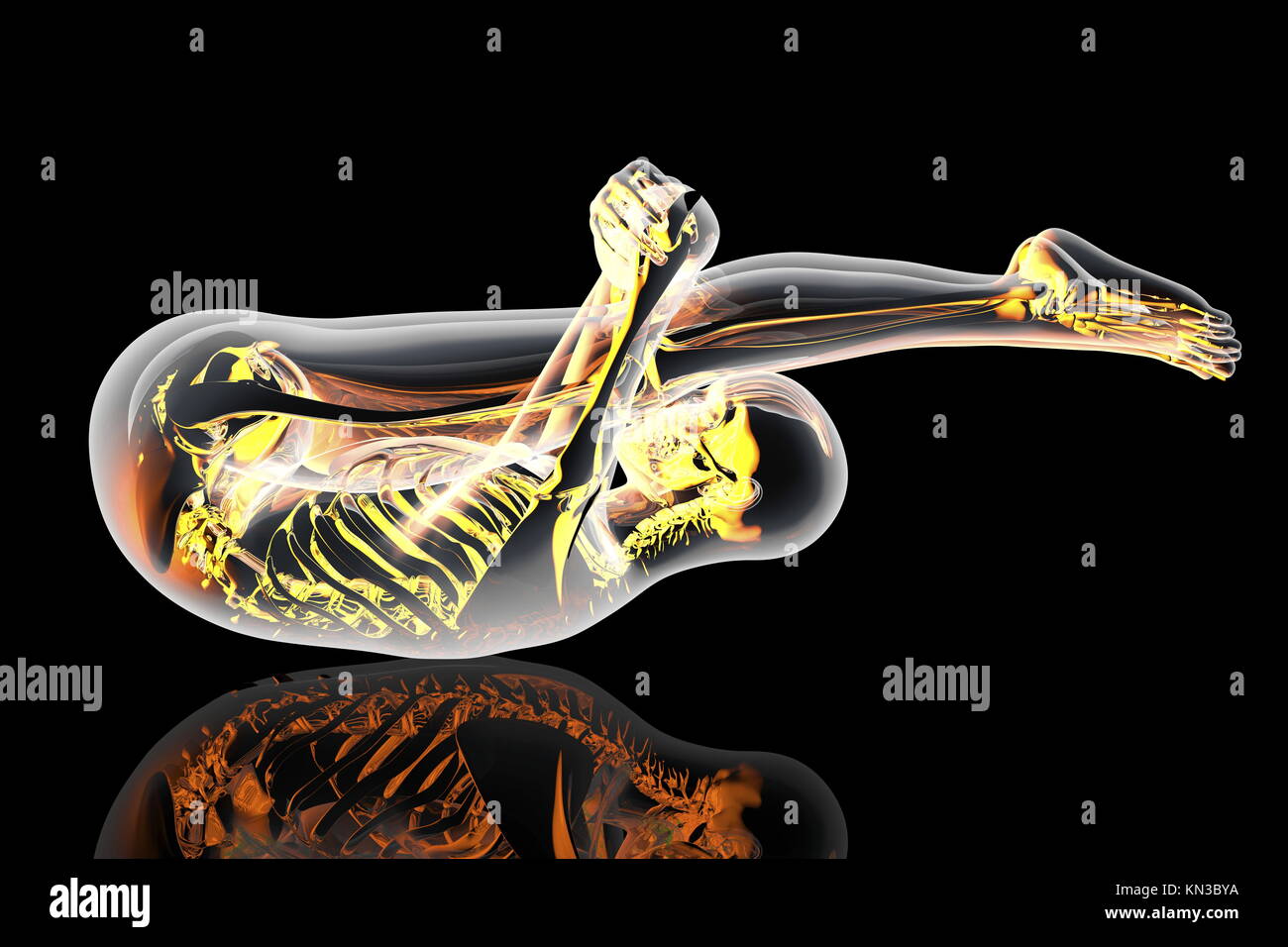 Inverted Anatomy High Resolution Stock Photography and Images - Alamy