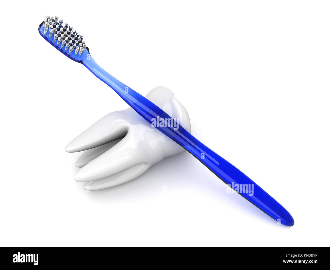 Anatomy of a healthy human tooth Cut Out Stock Images & Pictures - Alamy