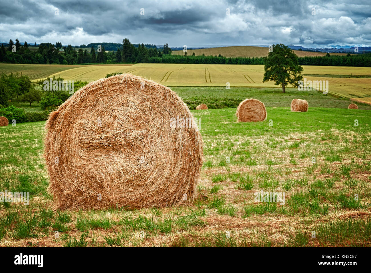 Large round hay bales in the field in Willamette Valley, Oregon Stock ...