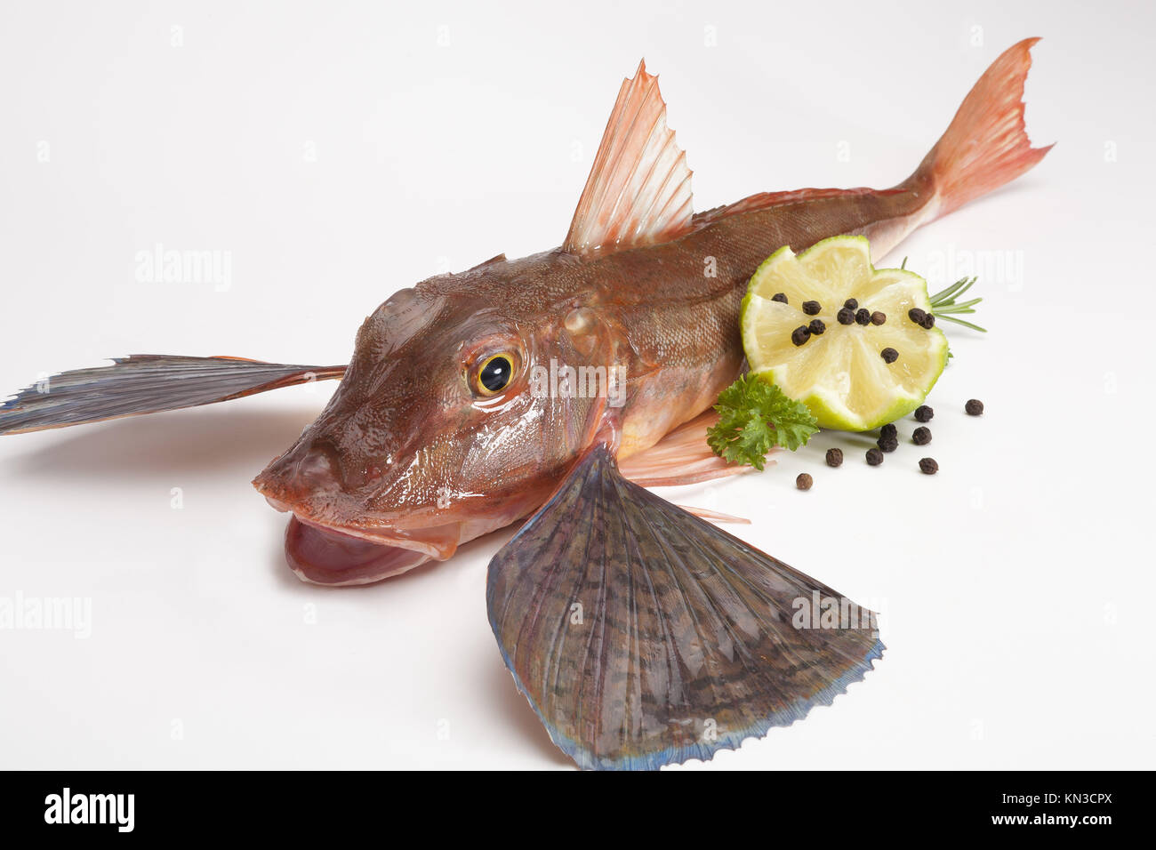 Pearl Fish Stock Photos & Pearl Fish Stock Images - Alamy