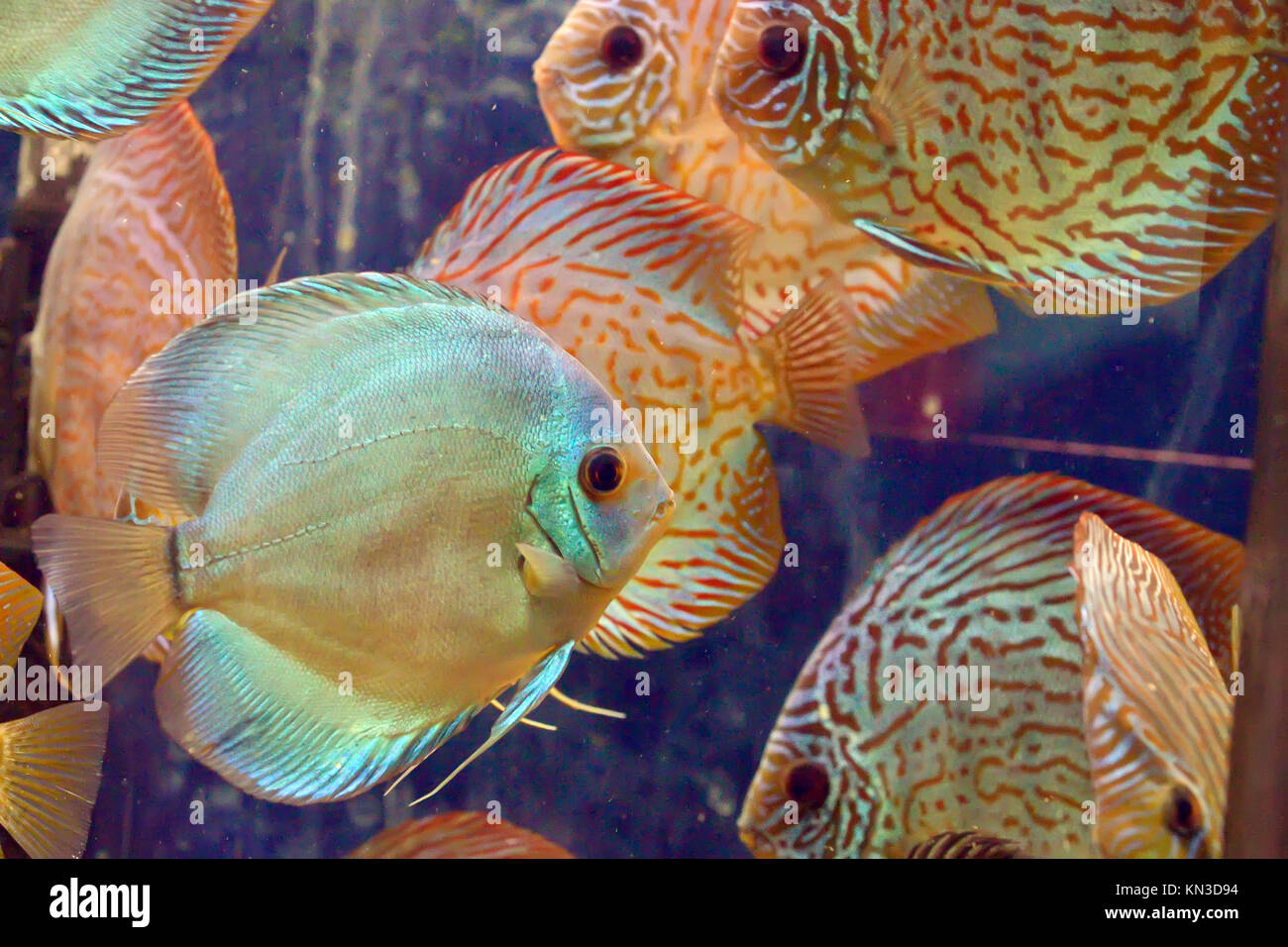Red pigeon blood discus hi-res stock photography and images - Alamy