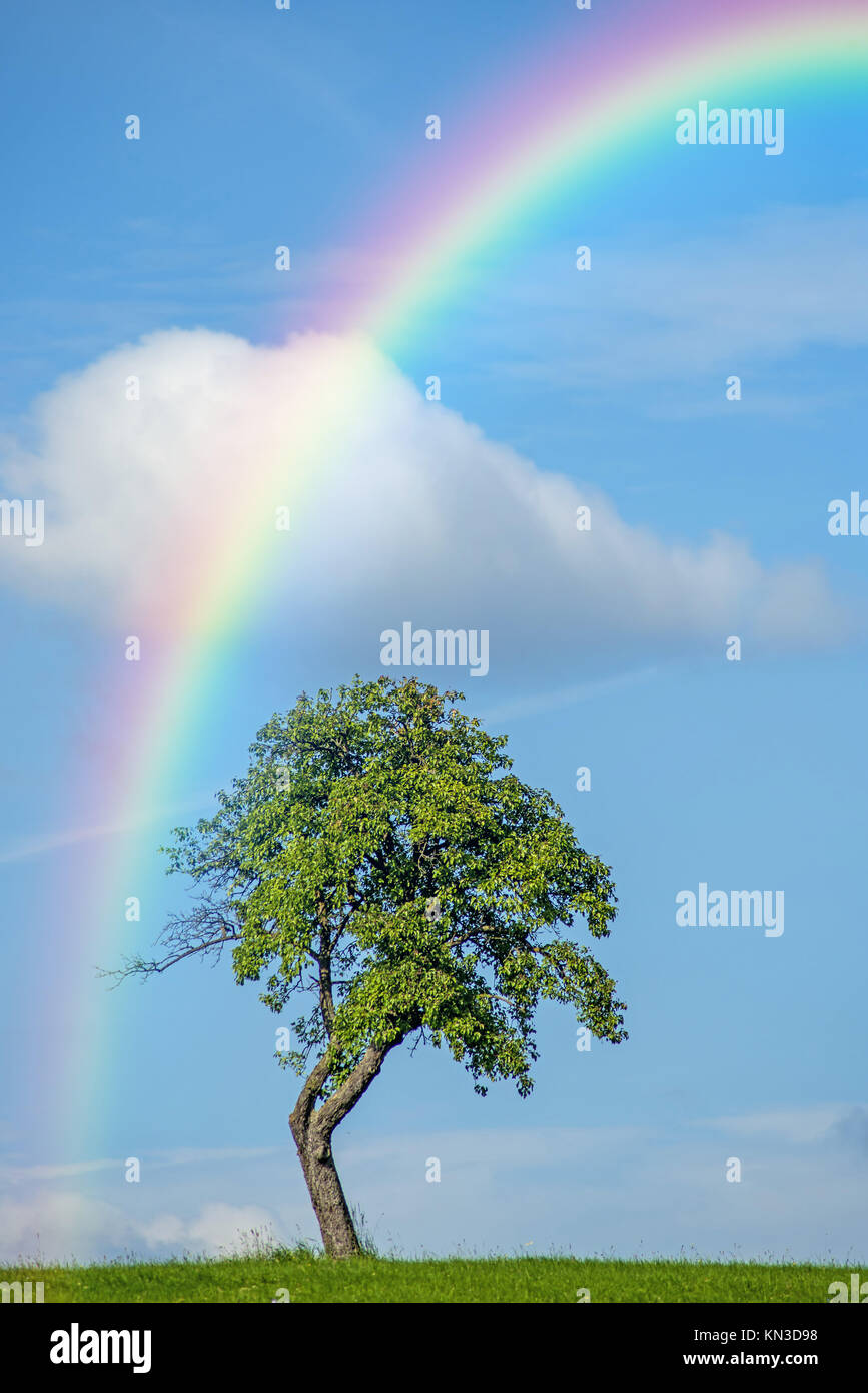 Tree with rainbow Stock Photo - Alamy