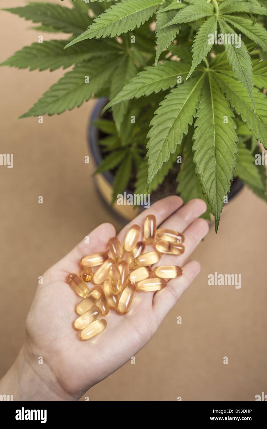 Marijuana plant hand hi-res stock photography and images - Alamy